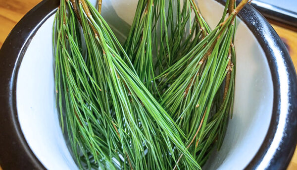 How to Make Pine Needle Tea - FirstMed Inc.