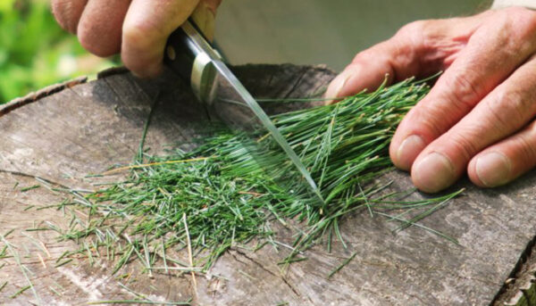 How to Make Pine Needle Tea - FirstMed Inc.