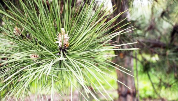 The Surprising Benefits of Vitamin C in Pine Needles a Natural Boost ...