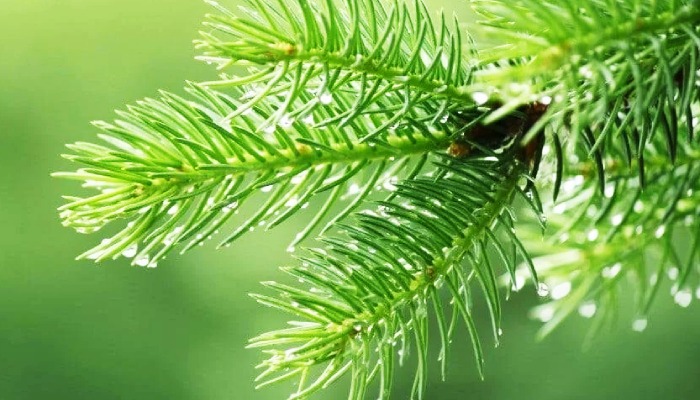 Pine Needles an Ancient Source of Vitamin C and Their Modern Day ...